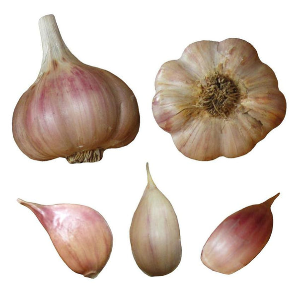 Spanish Roja Garlic Seed Bulbs – Garlic Boy Seeds